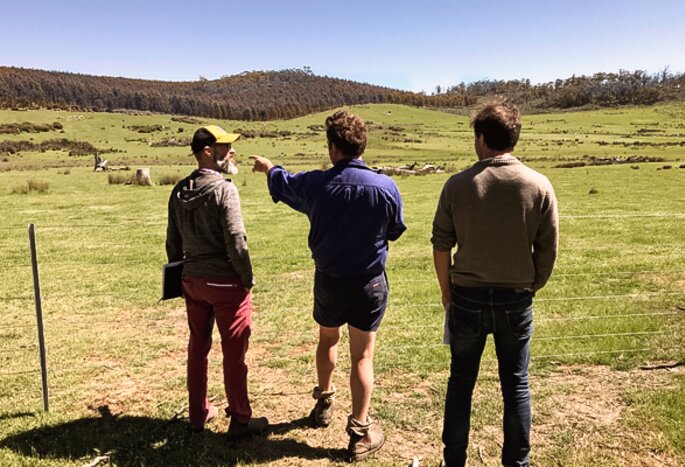 Visit different merino sheep farms in Tasmania | ORTOVOX