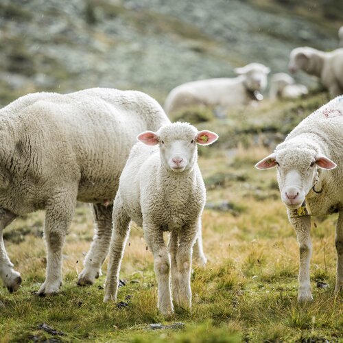 ORTOVOX®️ | The official brand website and shop